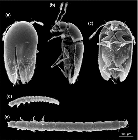 Structure of the Principal Groups of Microinsects. III. Featherwing ...