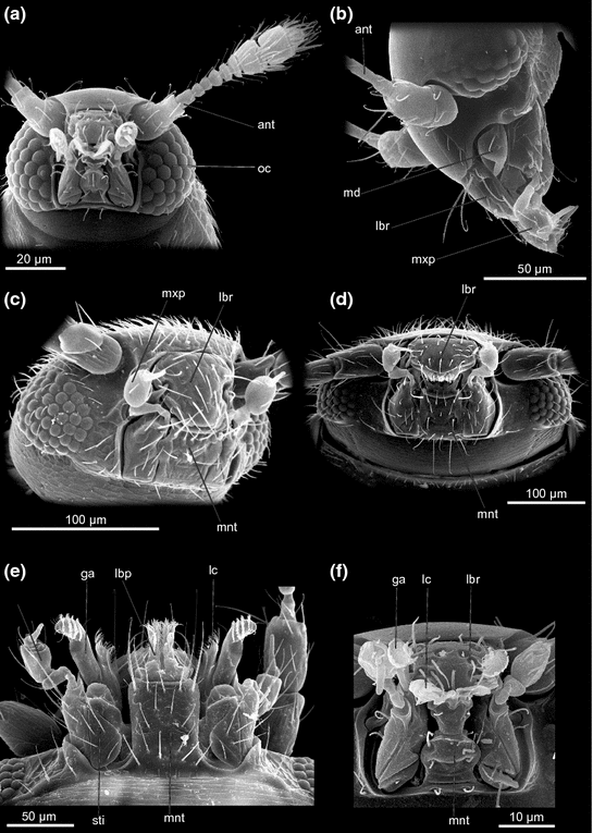 Structure of the Principal Groups of Microinsects. III. Featherwing ...