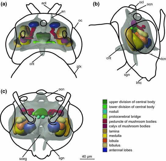 Structure of the Principal Groups of Microinsects. VI. Trichogrammatid ...
