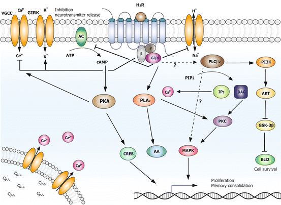 Molecular Aspects of Histamine Receptors | SpringerLink