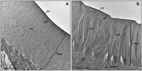 Tyrosine Metabolism for Insect Cuticle Pigmentation and Sclerotization ...