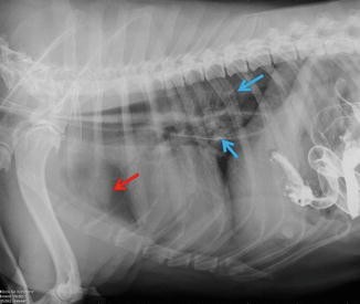 Thymomas | SpringerLink