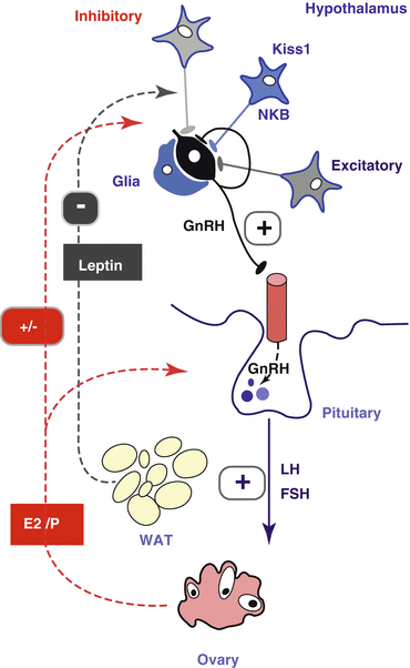Maturation Of The Hypothalamic Pituitary Ovarian Axis And The Onset Of Puberty Springerlink