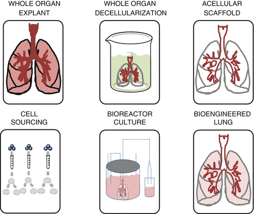Introduction to Organ Fabrication | SpringerLink