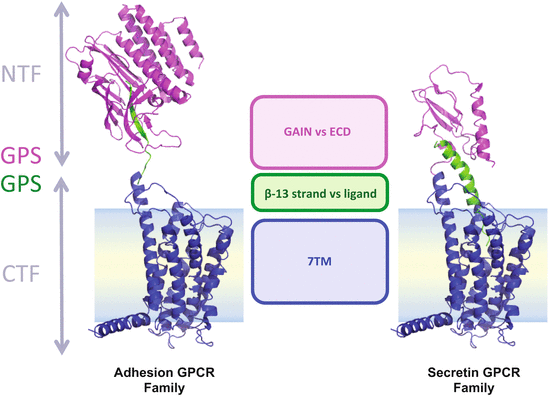 7TM Domain Structure of Adhesion GPCRs | SpringerLink