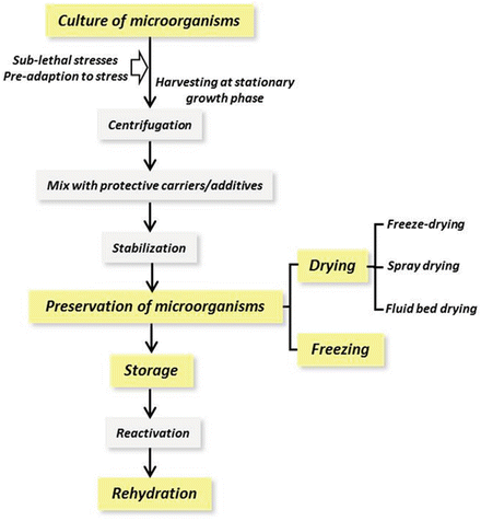 Novel Preservation Techniques for Microbial Cultures | SpringerLink