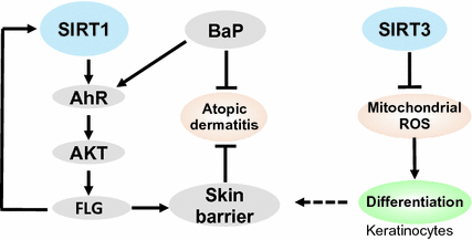Sirtuins and Stress Response in Skin Cancer, Aging, and Barrier ...