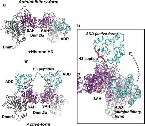 Domain Structure of the Dnmt1, Dnmt3a, and Dnmt3b DNA ...