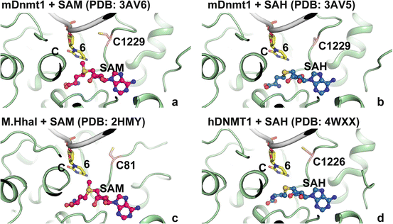 Domain Structure of the Dnmt1, Dnmt3a, and Dnmt3b DNA ...