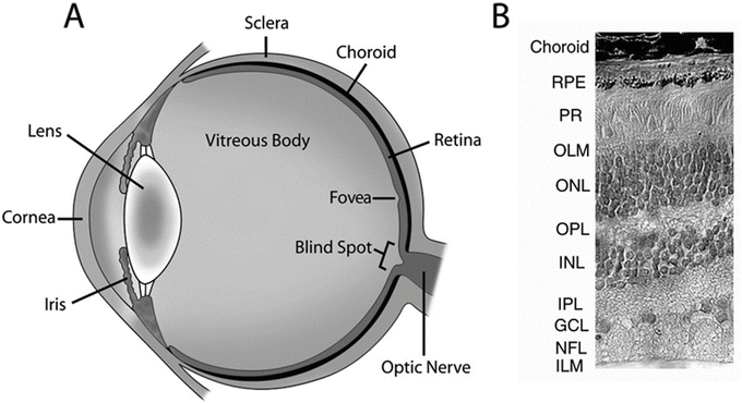 The Vertebrate Retina | SpringerLink
