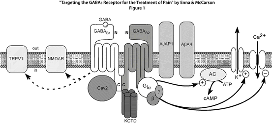 Targeting the GABAB Receptor for the Treatment of Pain | SpringerLink