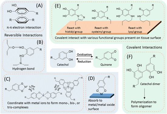 Biomimetic Adhesives and Coatings Based on Mussel Adhesive Proteins ...