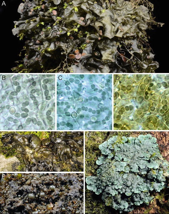 Cyanobacteria in Terrestrial Symbiotic Systems | SpringerLink