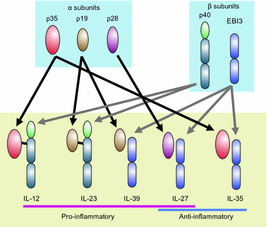 Biology of IL-12 | SpringerLink