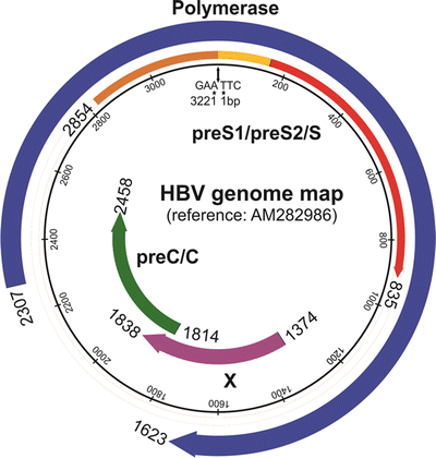 Hepatitis B Virus Drug Resistance | SpringerLink
