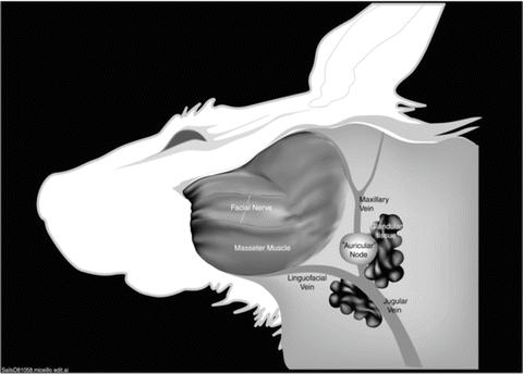The Murine Local Lymph Node Assay | SpringerLink