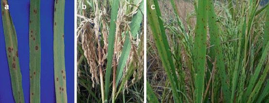 Importance and Management of Rice Diseases: A Global Perspective ...