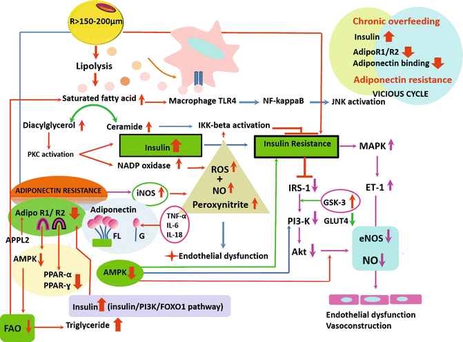Adiponectin-Resistance in Obesity | SpringerLink