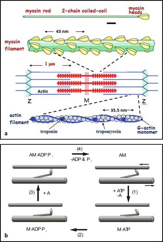 Myosin and Actin Filaments in Muscle: Structures and Interactions ...