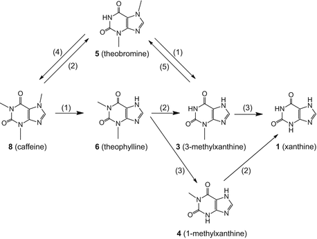 Xanthine Alkaloids: Occurrence, Biosynthesis, and Function in Plants ...