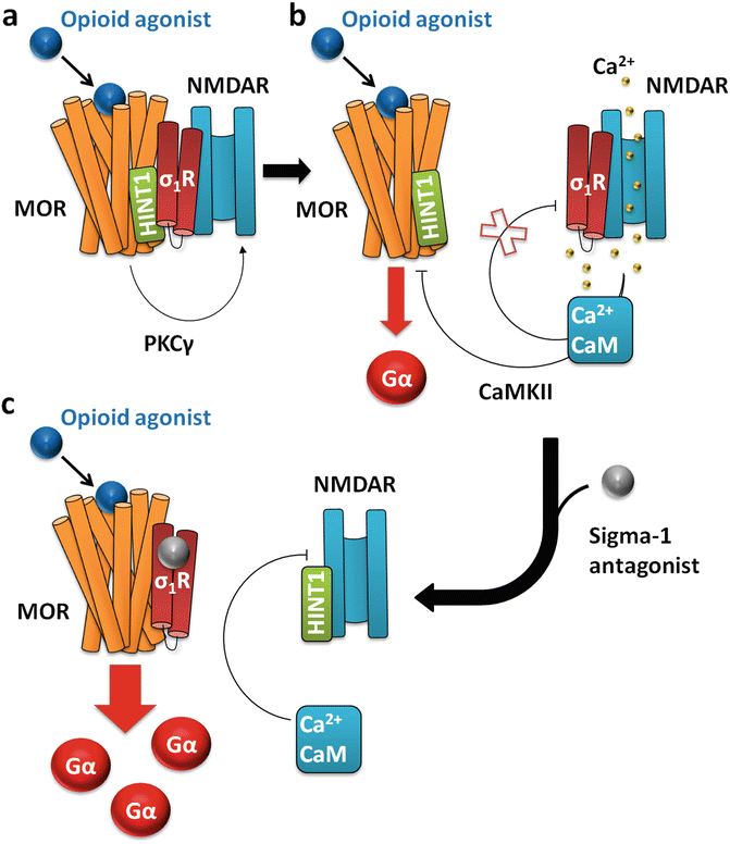 Sigma-1 Receptor Antagonists: A New Class of Neuromodulatory Analgesics ...