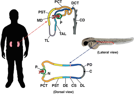 Zebrafish as a Model of Kidney Disease | SpringerLink