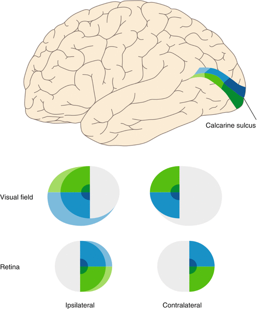 Anatomy of the Human Visual Pathway | SpringerLink