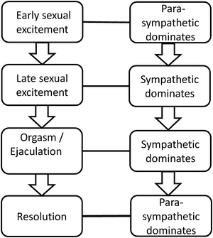 The Human Sexual Response Cycle | SpringerLink