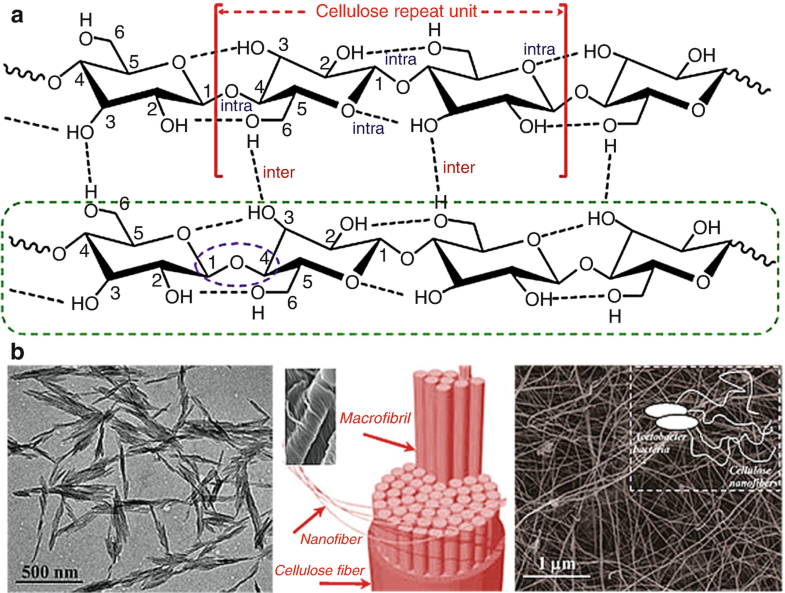 Cellulose Nanofibers Fabrication And Surface Functionalization Techniques Springerlink