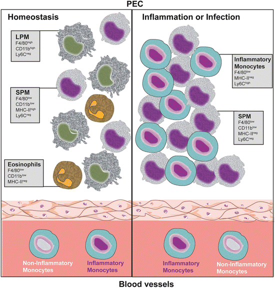 F4/80 as a Major Macrophage Marker: The Case of the Peritoneum and ...