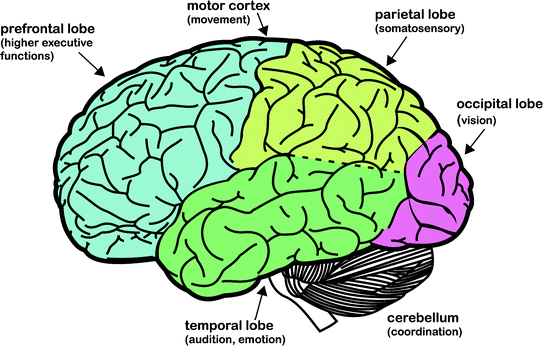 The Multisensory Blind Brain | SpringerLink