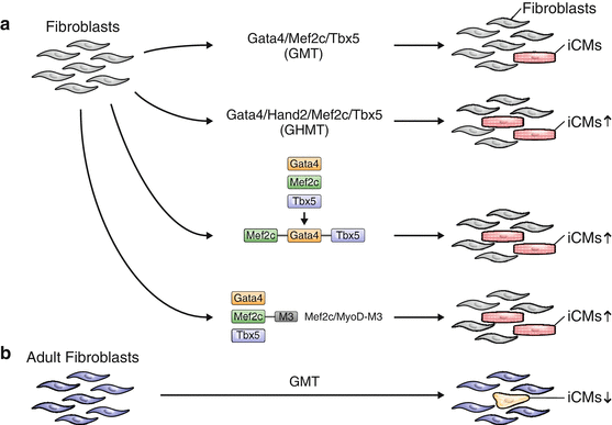 Direct Cardiac Reprogramming | SpringerLink