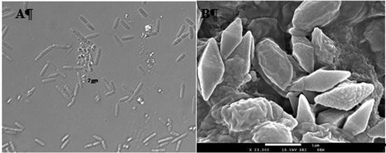 Bacillus thuringiensis: Different Targets and Interactions | SpringerLink