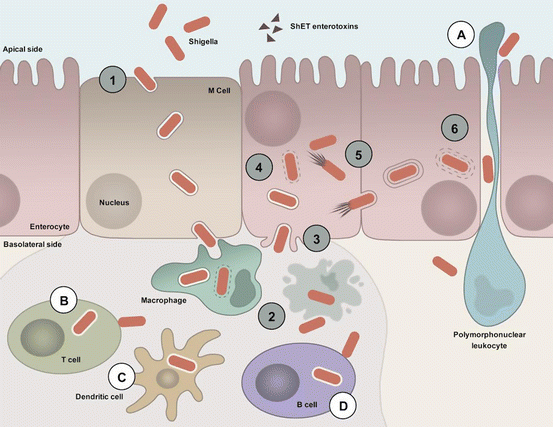 Shigella: Virulence Factors and Pathogenicity | SpringerLink
