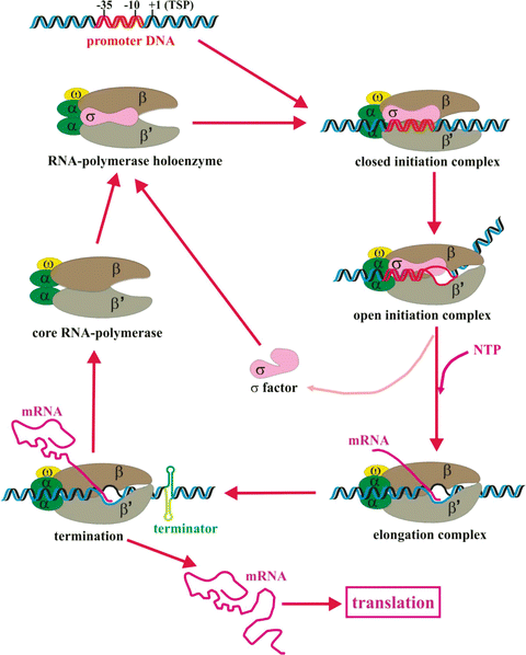 The Role of Alternative Sigma Factors in Pathogen Virulence | SpringerLink