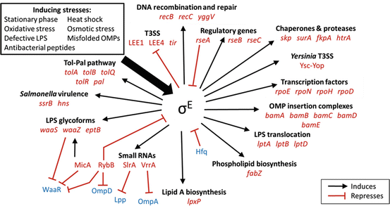 The Role of Alternative Sigma Factors in Pathogen Virulence | SpringerLink