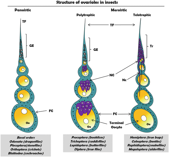 Lipids in Insect Oocytes: From the Storage Pathways to Their Multiple ...