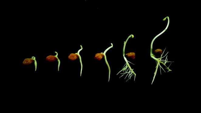 Botany of Chickpea | SpringerLink