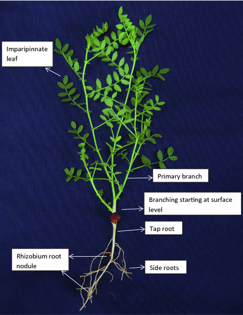 Botany of Chickpea | SpringerLink