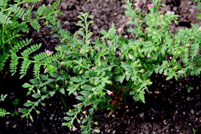 Botany of Chickpea | SpringerLink