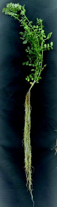 Botany of Chickpea | SpringerLink