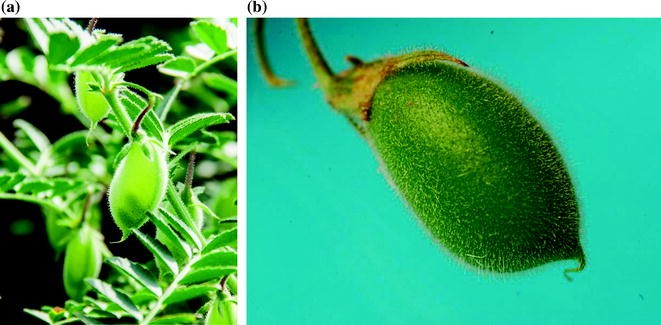 Botany of Chickpea | SpringerLink