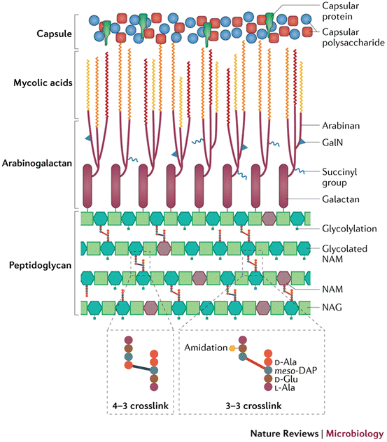 Mycobacterium spp. | SpringerLink