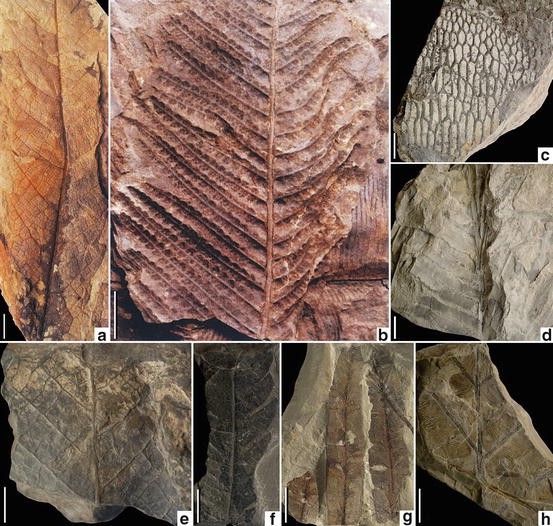 Flora of the Late Triassic | SpringerLink