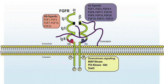 Targeting FGFR for the Treatment of Breast Cancer | SpringerLink