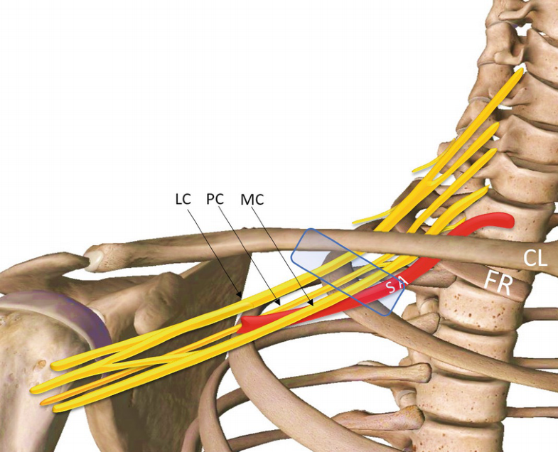 US-Guided Nerve Blocks: Procedure Technique | SpringerLink