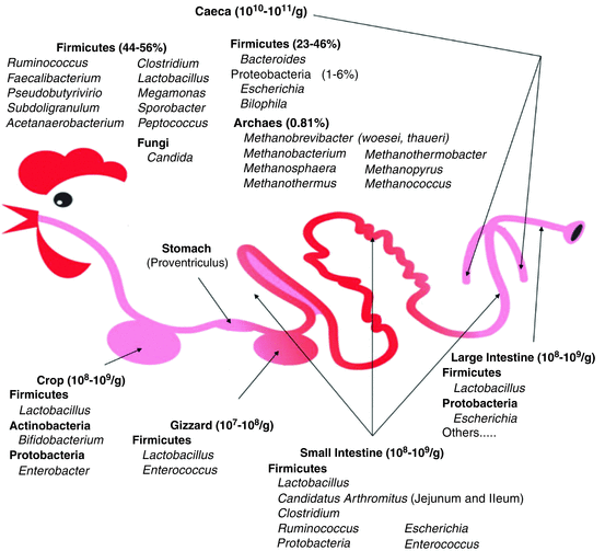 Probiotics and Prebiotics for the Health of Poultry | SpringerLink