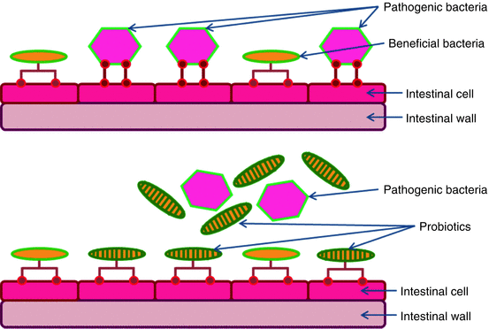 Probiotics and Prebiotics for the Health of Poultry | SpringerLink