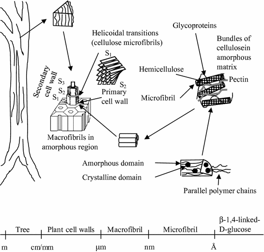 Production and Characteristics of Cellulose from Different Sources ...