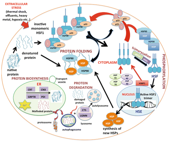 The Role of Heat Shock Proteins in Response to Extracellular Stress in ...